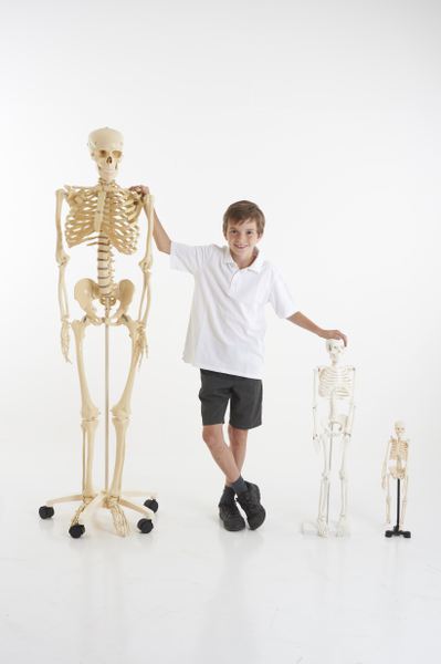 Anatomiskais modelis – Cilvēka skelets – vidējais – LogossM