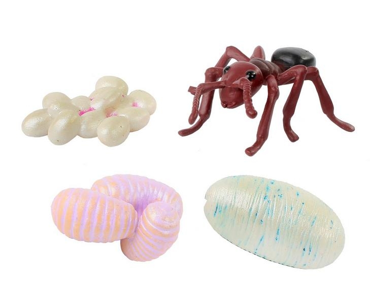 Skudras dzīves cikls – LogossM